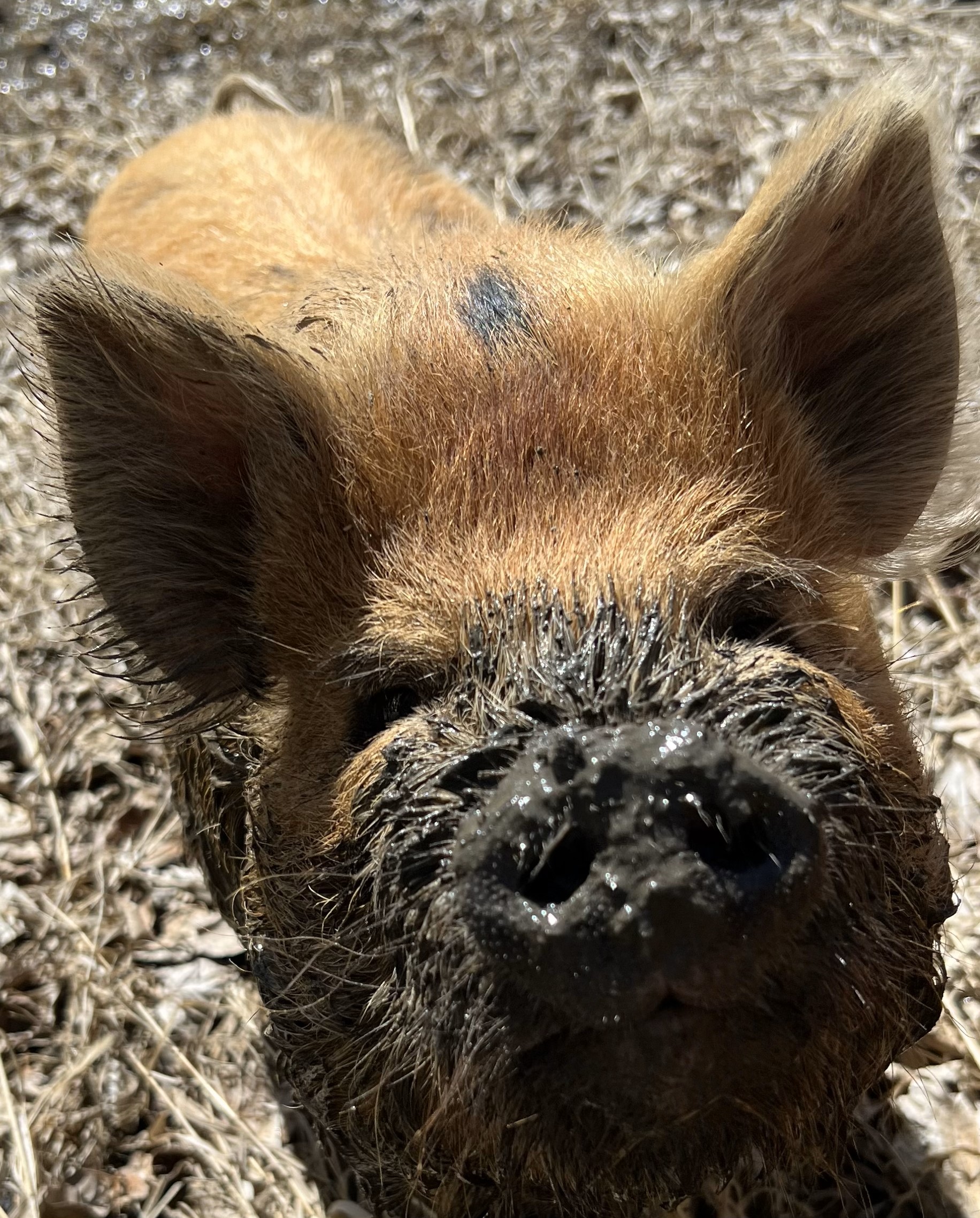 Hog Heaven – Short visits with an honest God