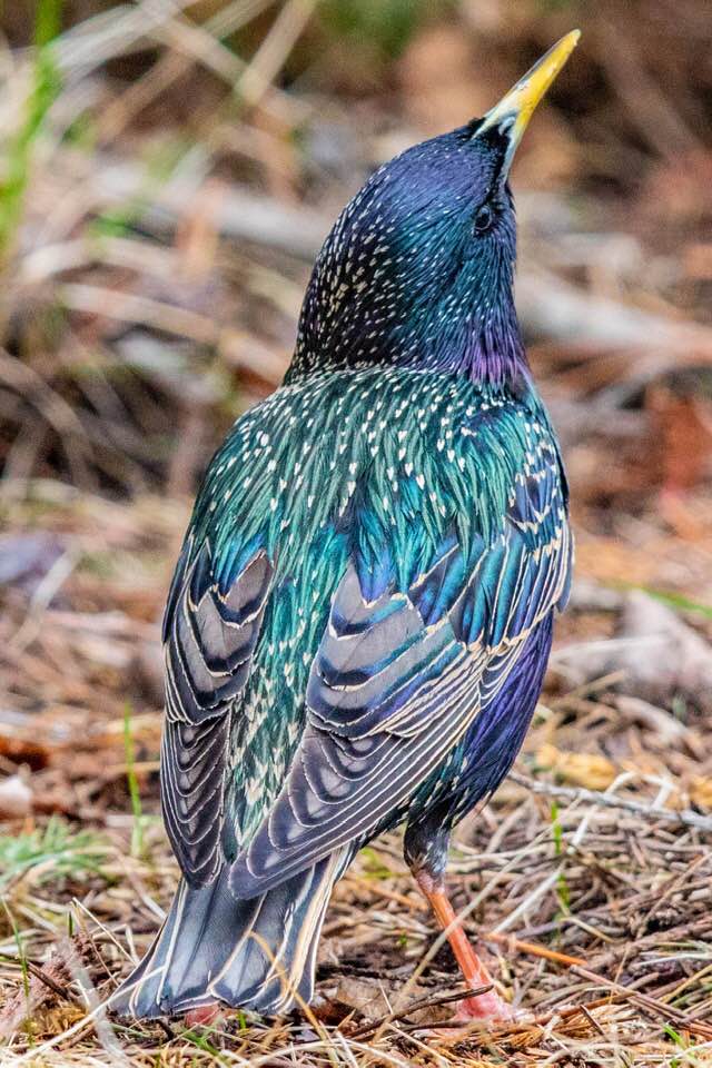 Would You Like Me Better as a Bird? – Short visits with an honest God